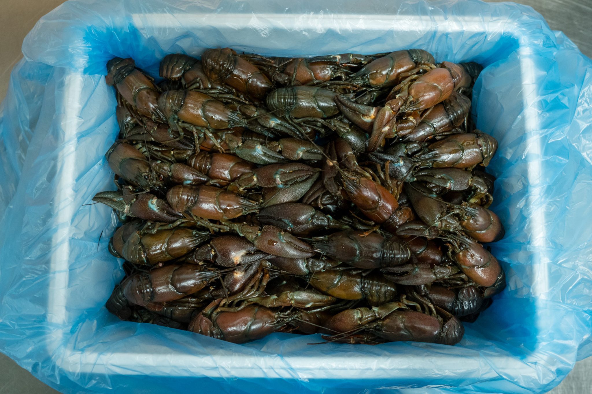 Home | Kennet Crayfish | Buy Fresh UK Crayfish Online