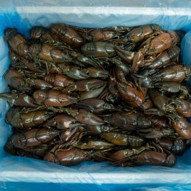 Shop Crayfish | Buy Crayfish Online | UK Crayfish