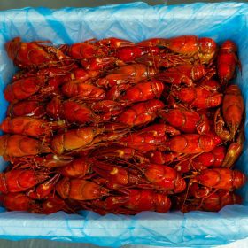 Shop Crayfish | Buy Crayfish Online | UK Crayfish