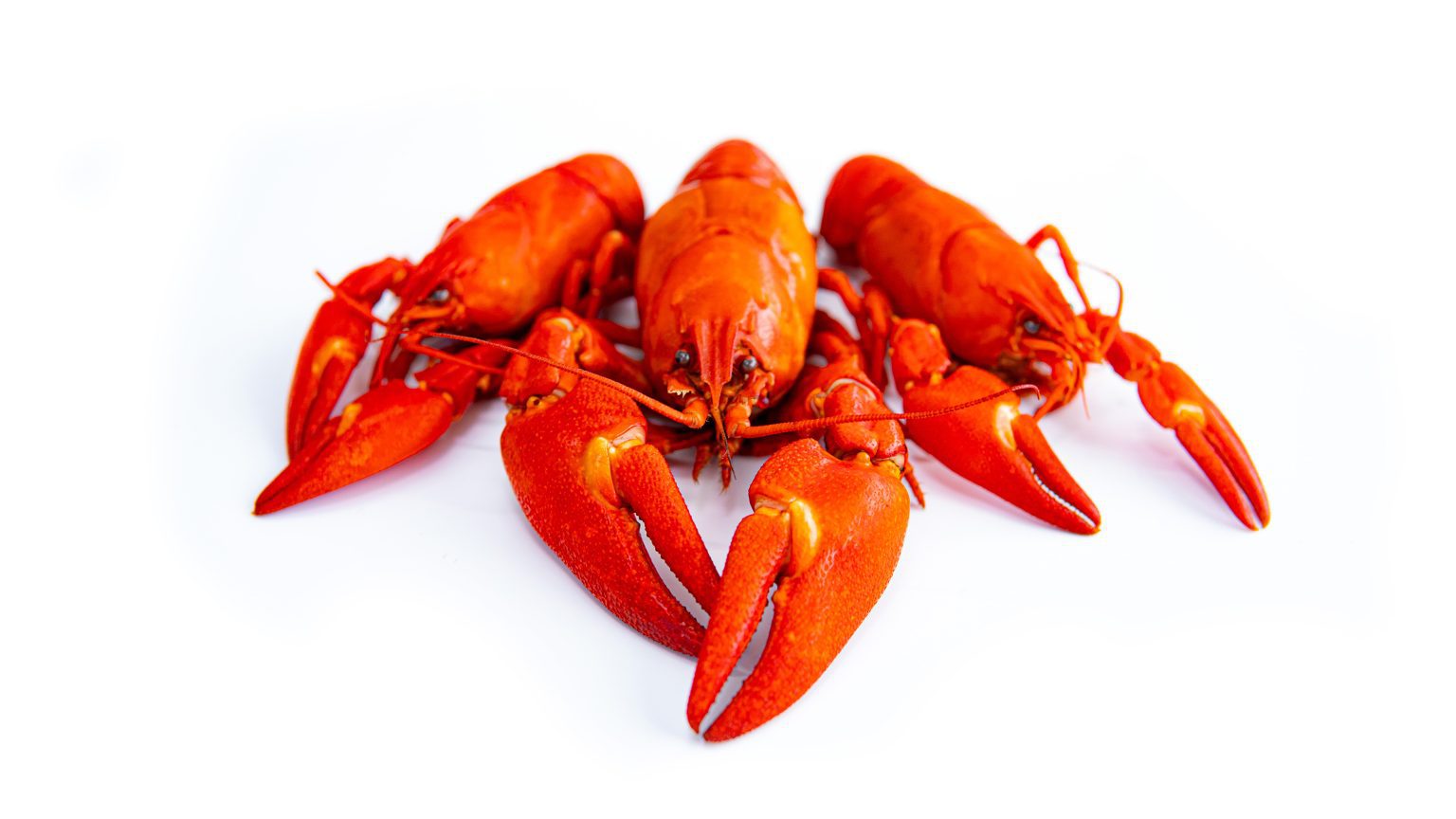 Fresh Cooked Crayfish (Seasonal) | Kennet Crayfish